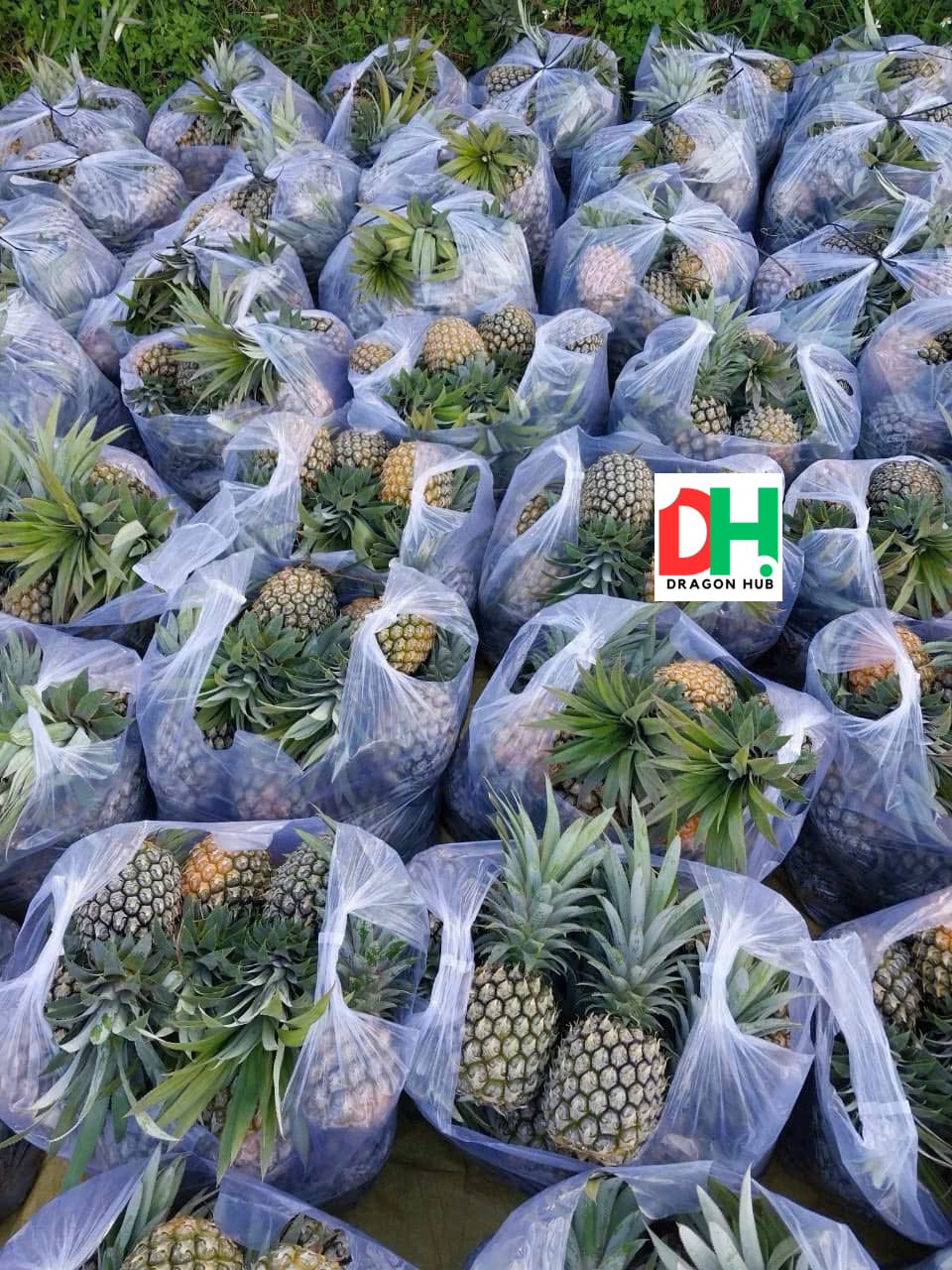 The Best Varieties of Pineapples Grown in Vietnam | Dragon Hub ...